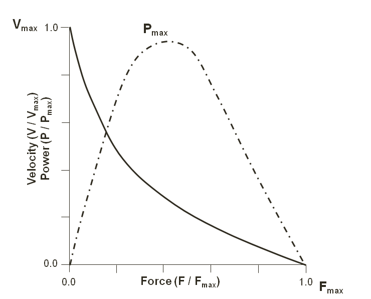 Understanding Max Power Development in Tennis - A Case for Med Ball ...