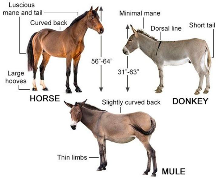Diferencias entre caballos, burros y mulas — Costa Rica Equine Welfare