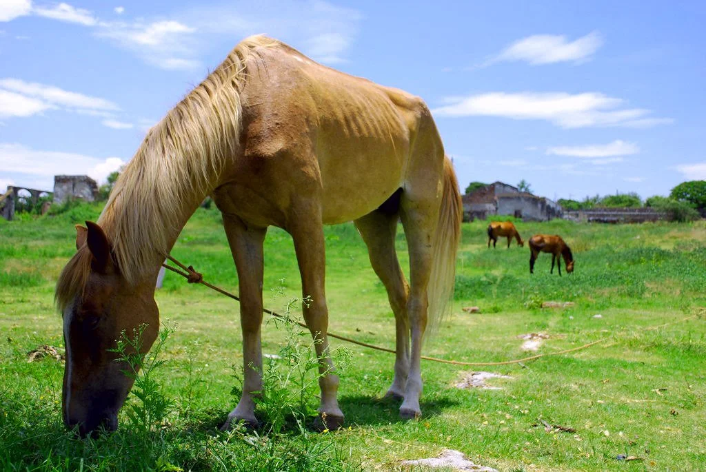 Anemia Infecciosa Equina — Costa Rica Equine Welfare