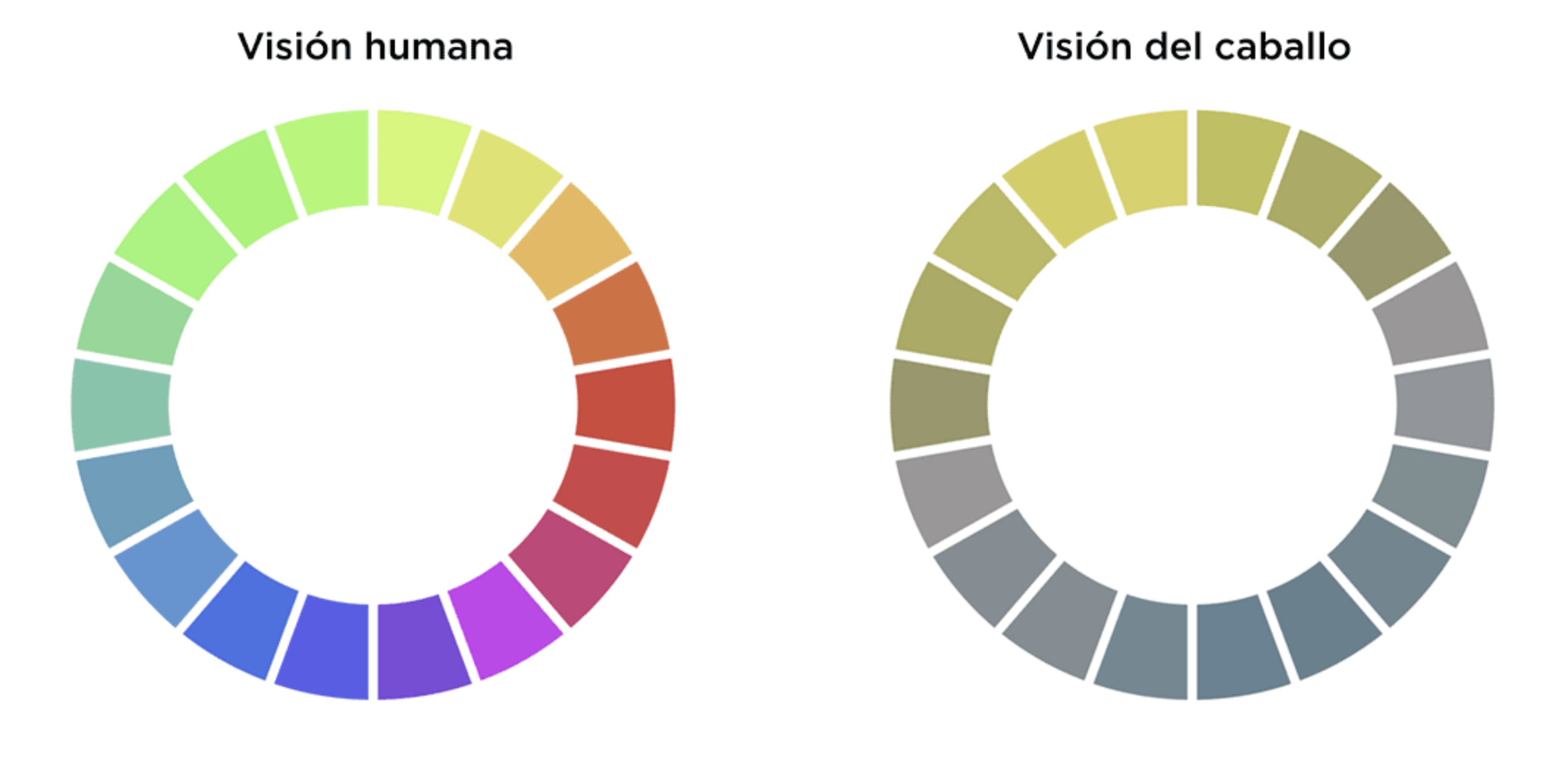 Sentidos del caballo — Costa Rica Equine Welfare