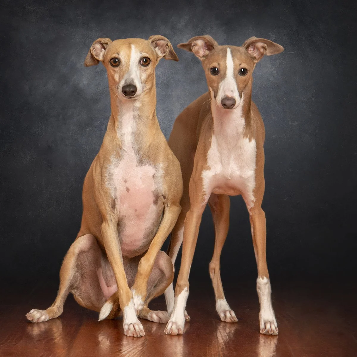 What Do You Call A Group Of Greyhounds