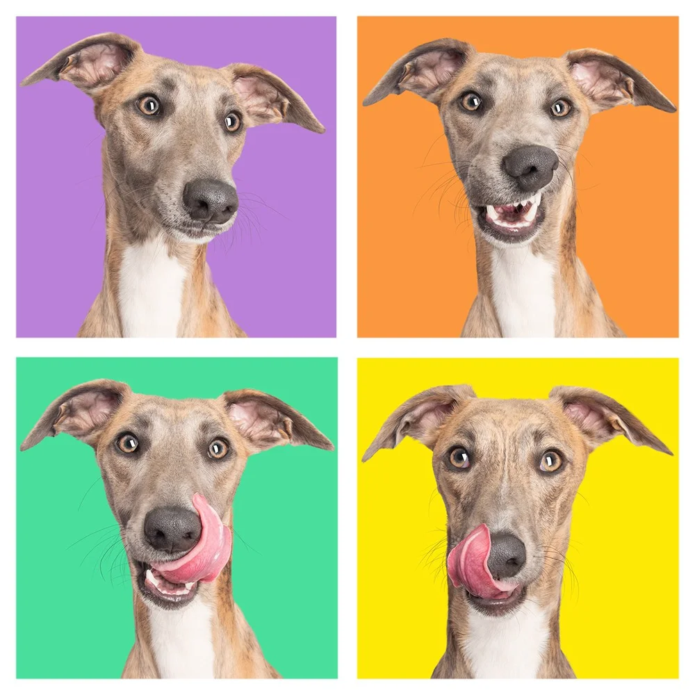 Boxer Italian Greyhound Mix