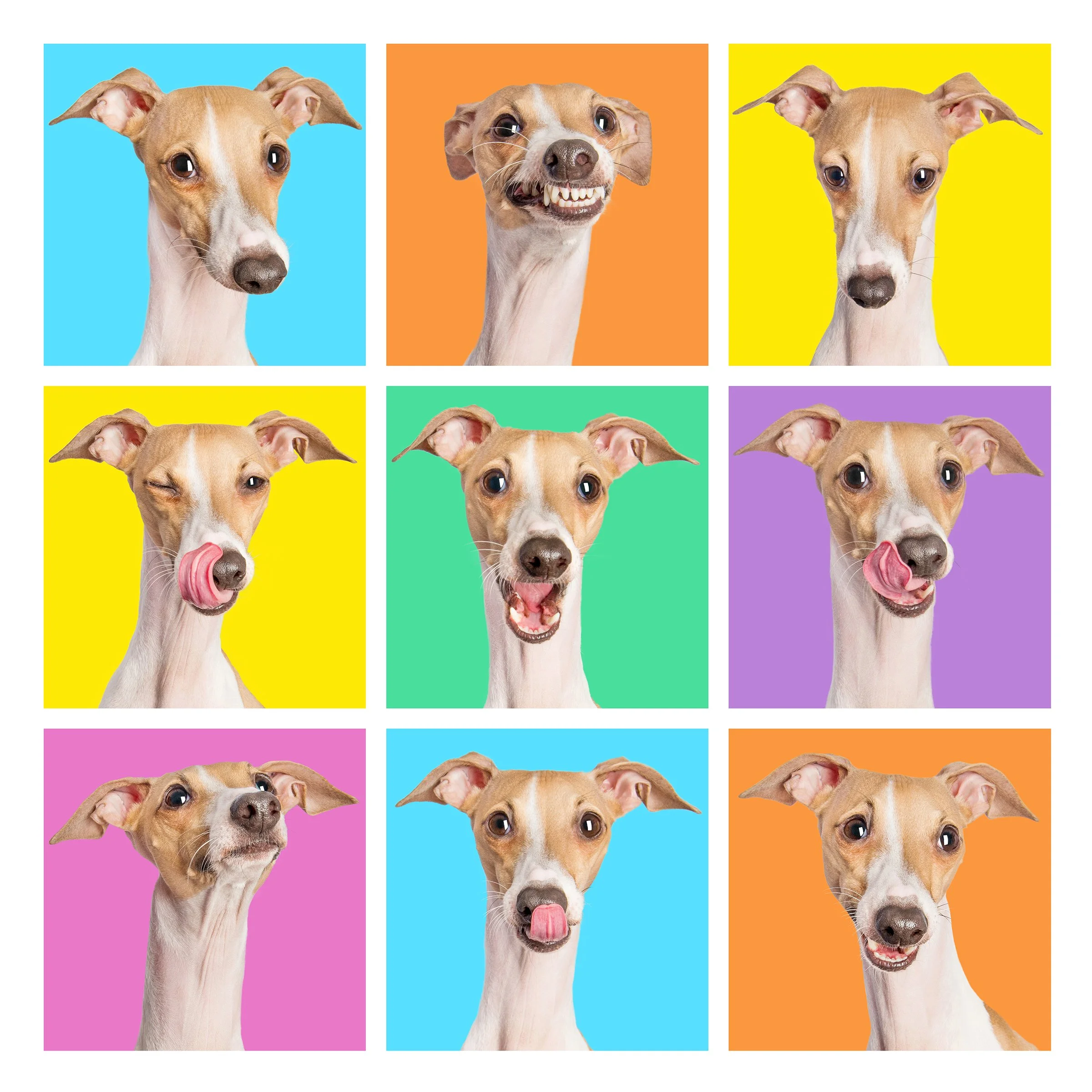 Boxer Italian Greyhound Mix