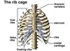Getting A Handle On Our Ribs — Hands On Therapeutics