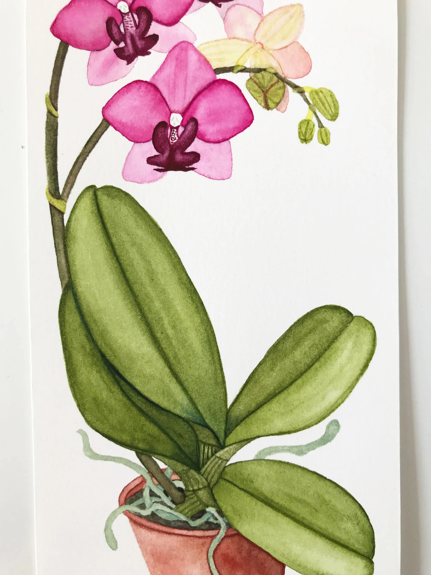 Pink Orchid Drawing