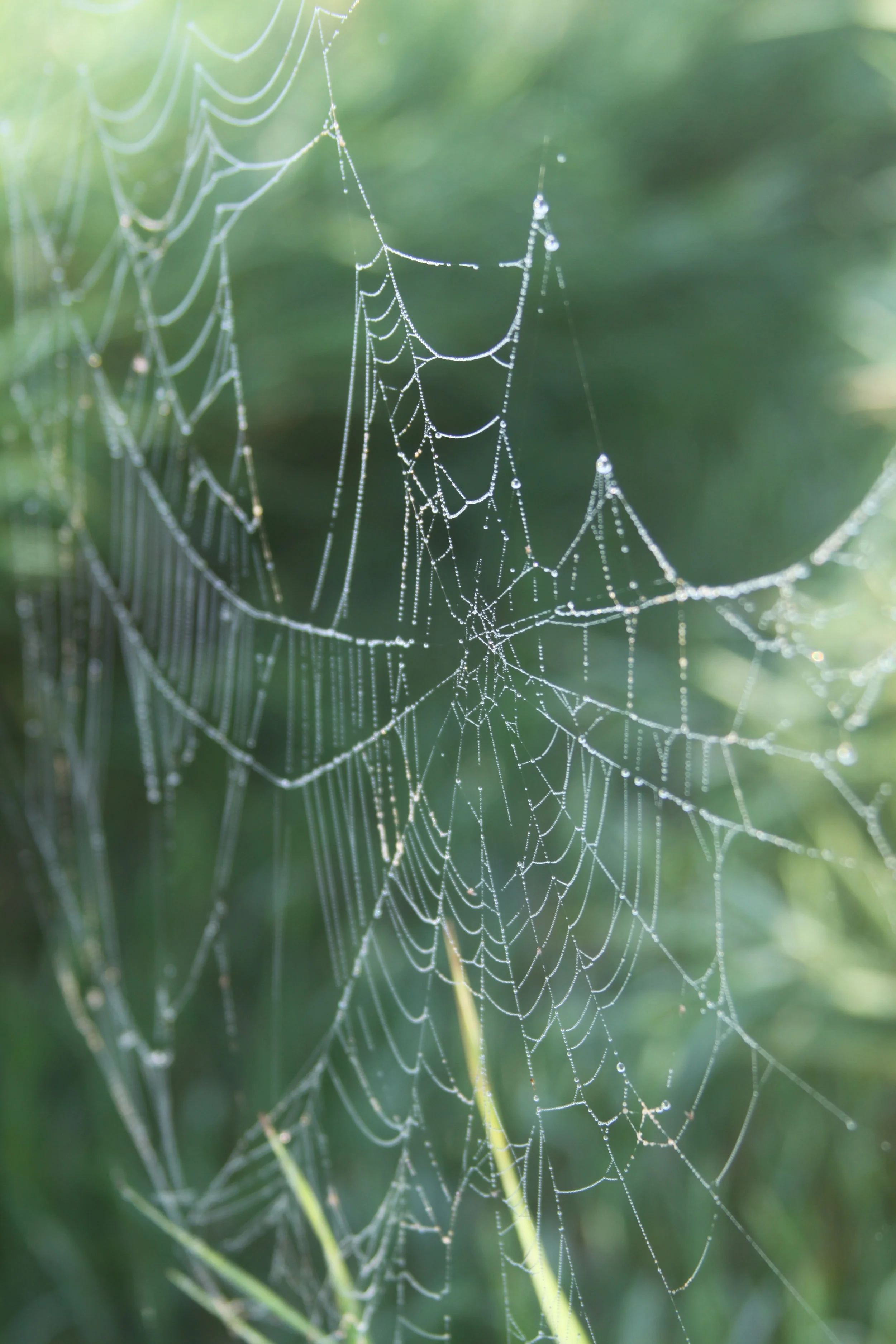Magic in the Garden, Part 1 — My Giant Strawberry: Creative Joy ...