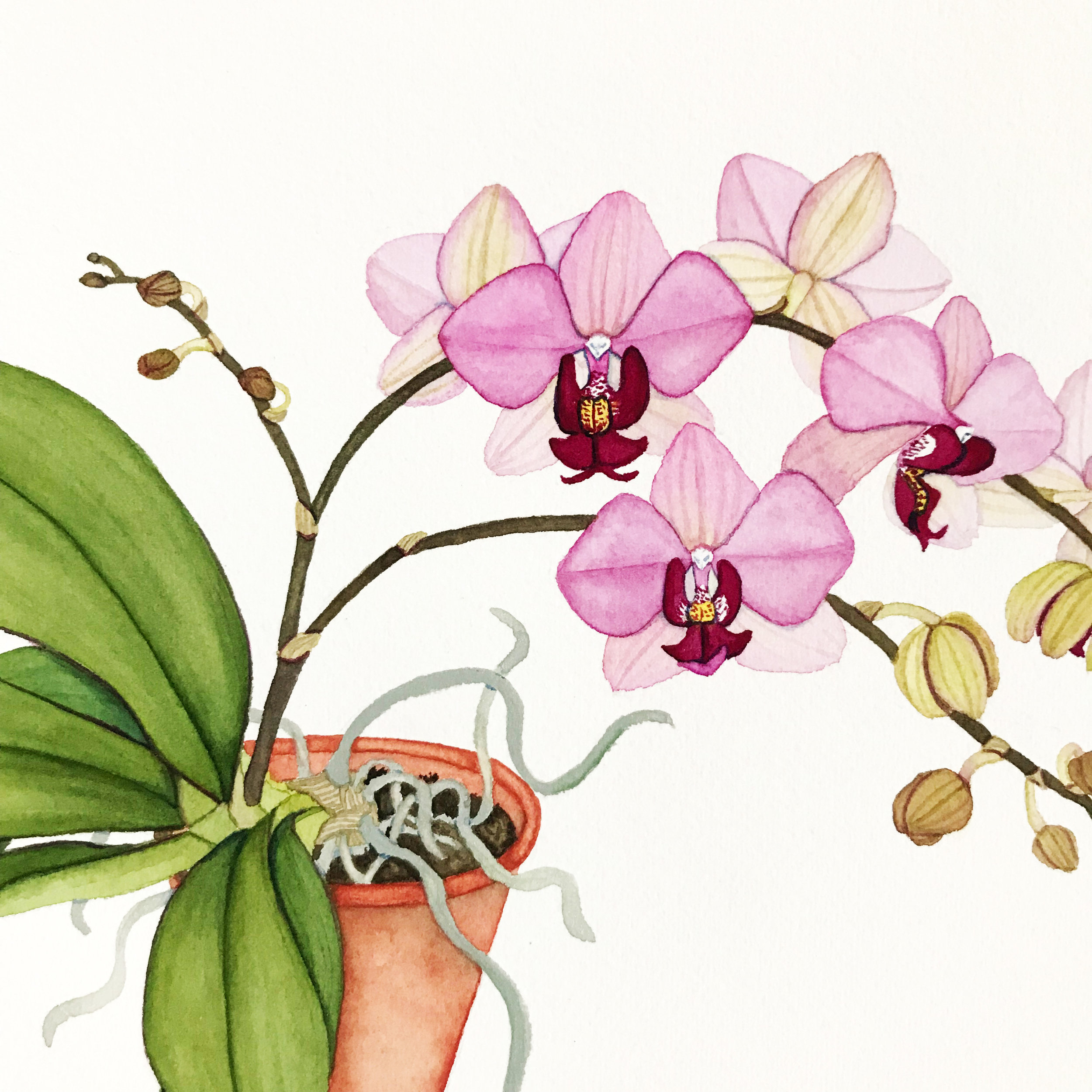 Pink Orchid Painting
