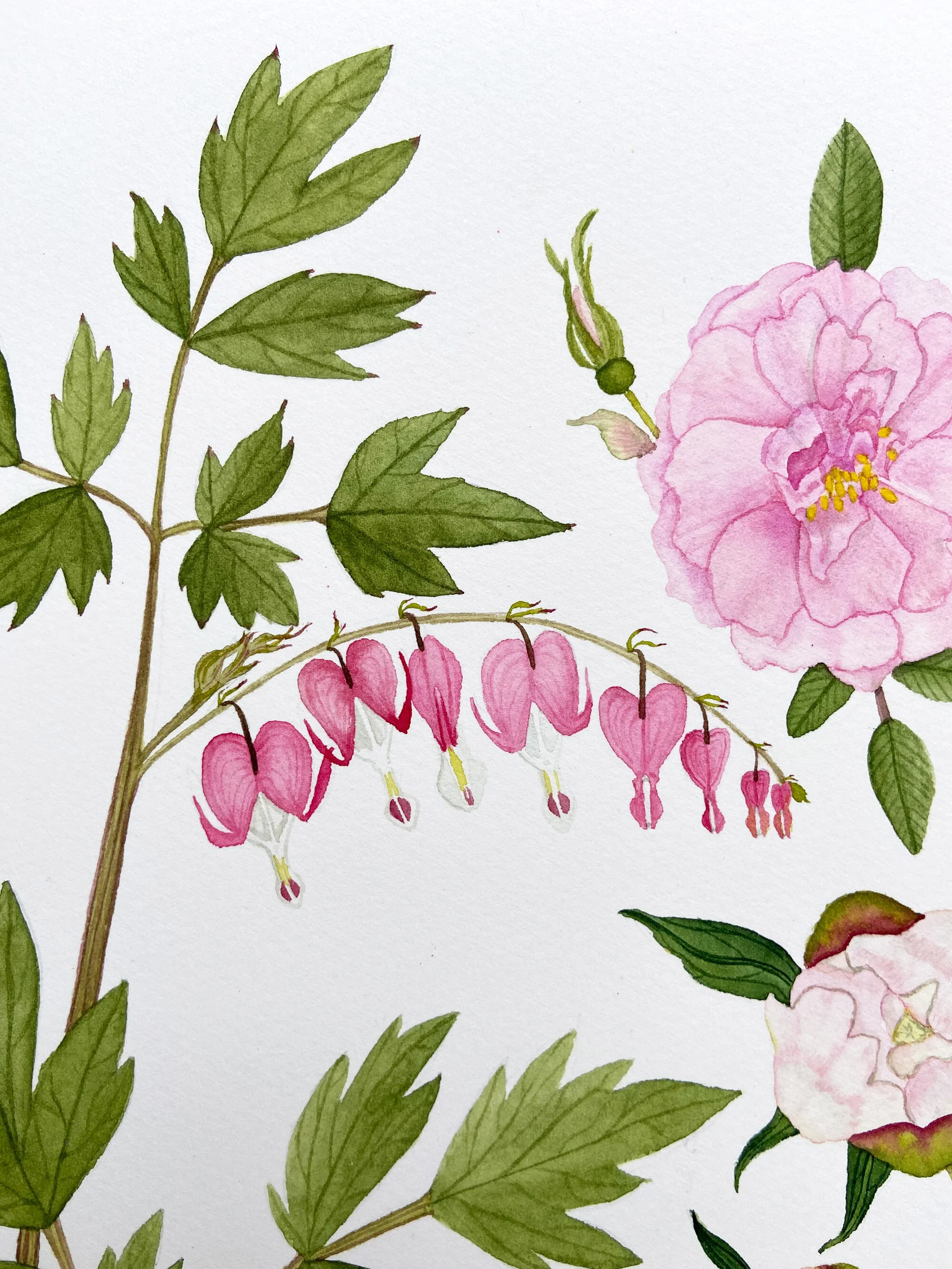 Bleeding Hearts Flower Drawings