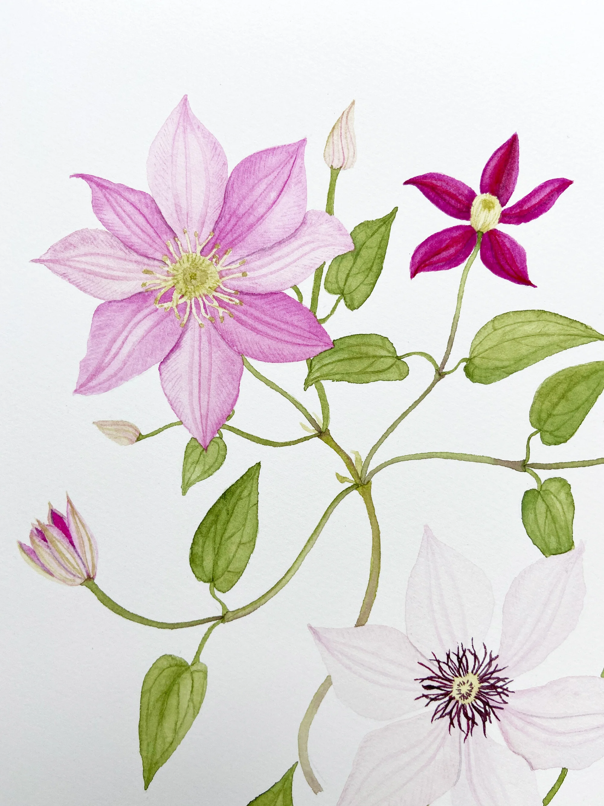 Painting Flowers Vine Pink