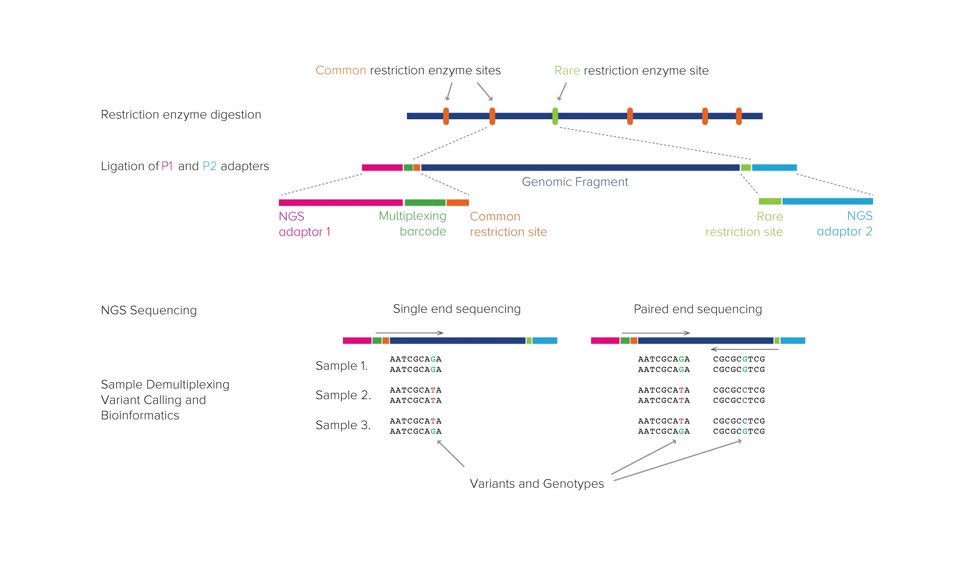 SBG / dd-RAD-Seq | Floragenex | Your partner from DNA to data