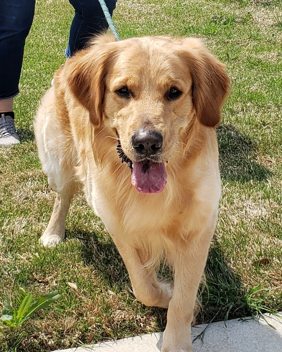 Adopted 2021 — Golden Retriever Rescue of North Texas