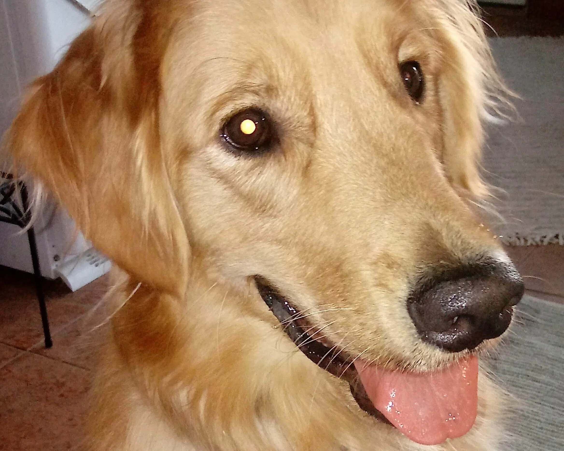 GRRoW - Golden Retriever Rescue of Wisconsin