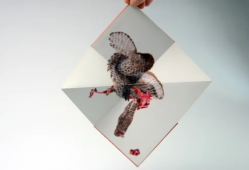 Roadkill II — L M S Lucy May Schofield
