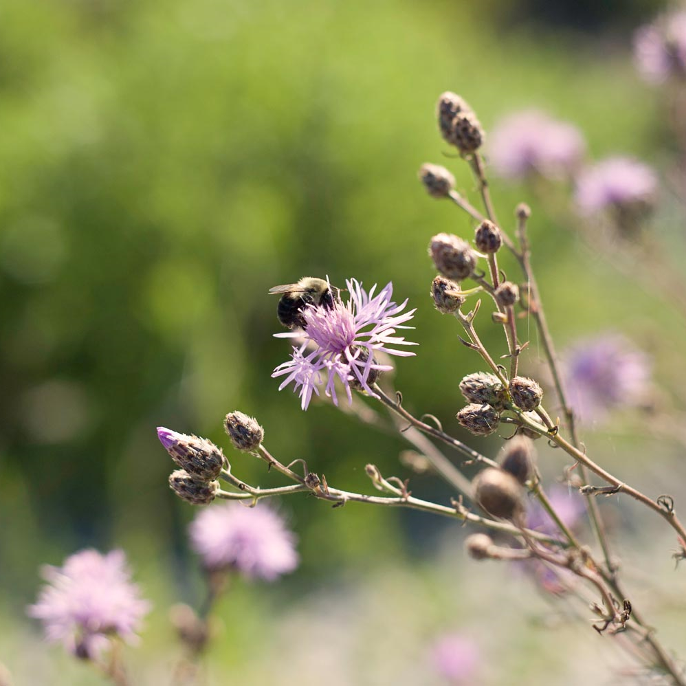 Indigenous Landscape — Kimberly Mercurio Landscape Architecture