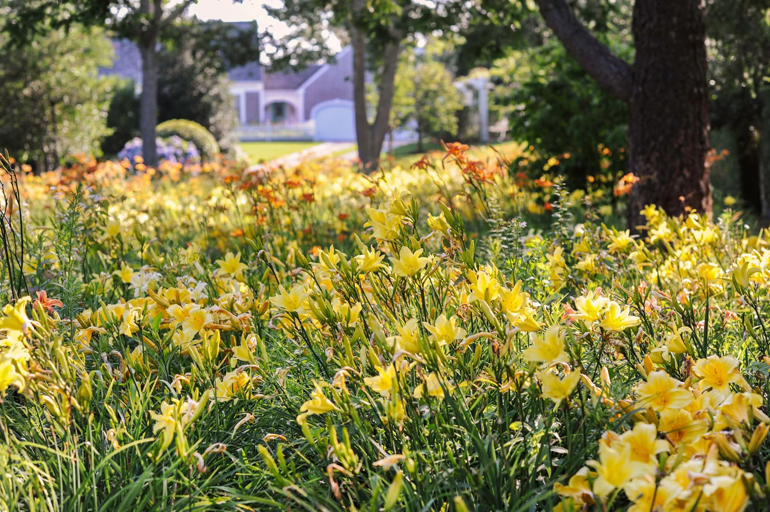 The Lily Field, Sustainable Landscape on Cape Cod, MA — Kimberly ...