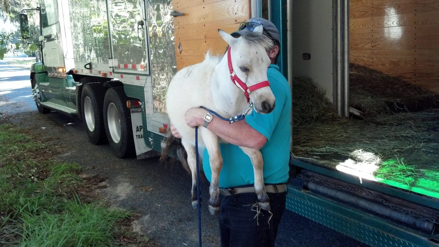 Our truly mini miniature stallions — Dutch Dream Farm