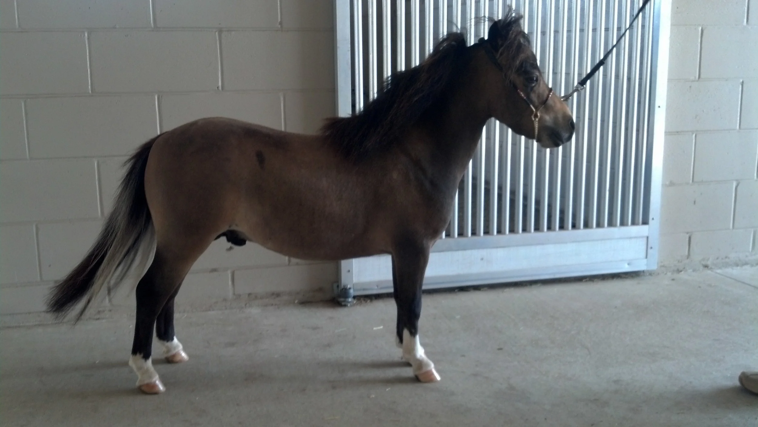 Our truly mini miniature stallions — Dutch Dream Farm