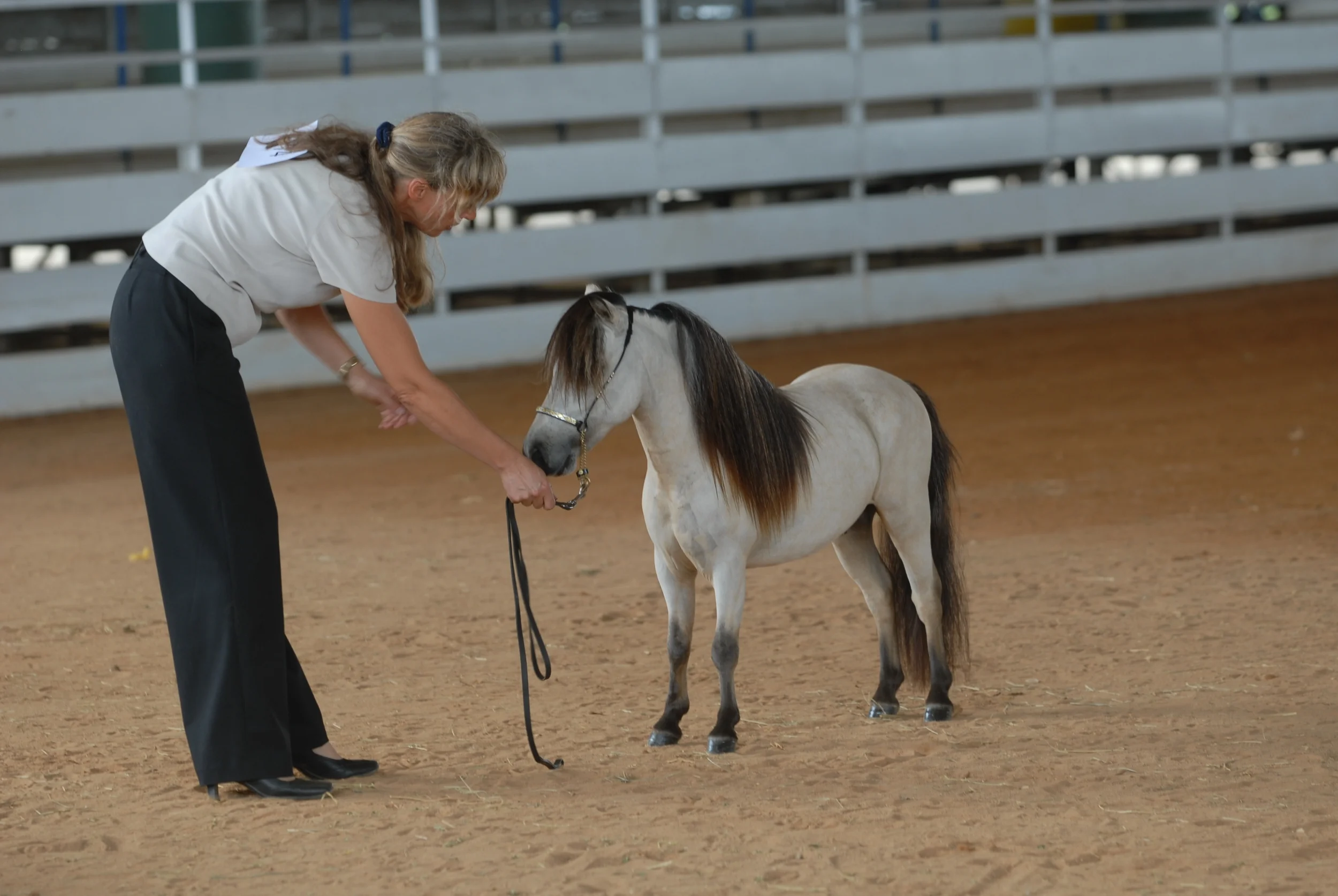 Our truly mini miniature stallions — Dutch Dream Farm