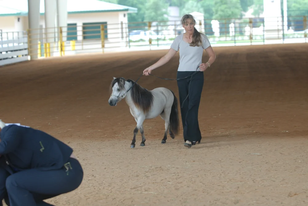 Our truly mini miniature stallions — Dutch Dream Farm