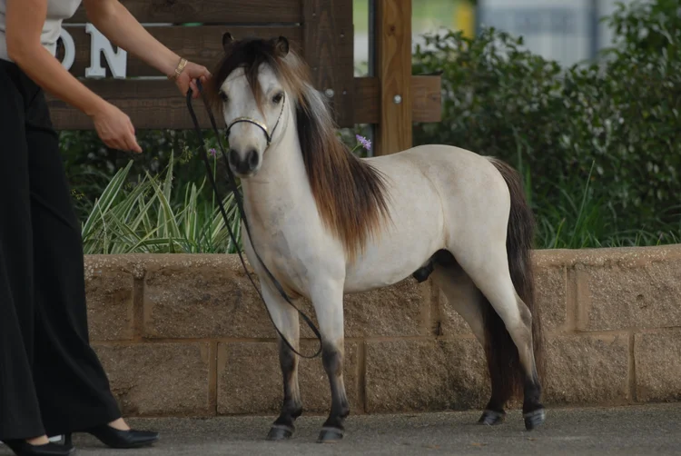 Our truly mini miniature stallions — Dutch Dream Farm