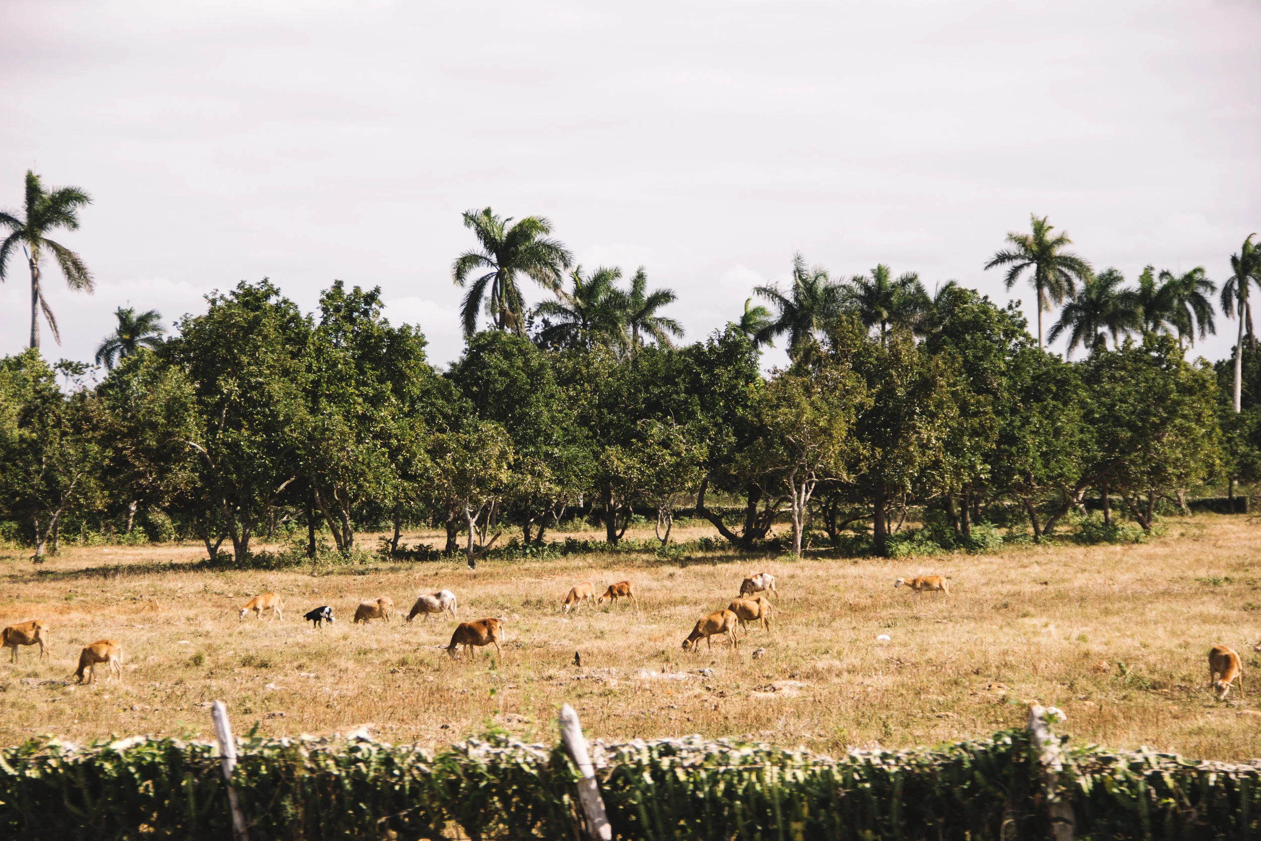 An Afternoon at the Bay of Pigs | Cuba — Beyond Ordinary Guides ...