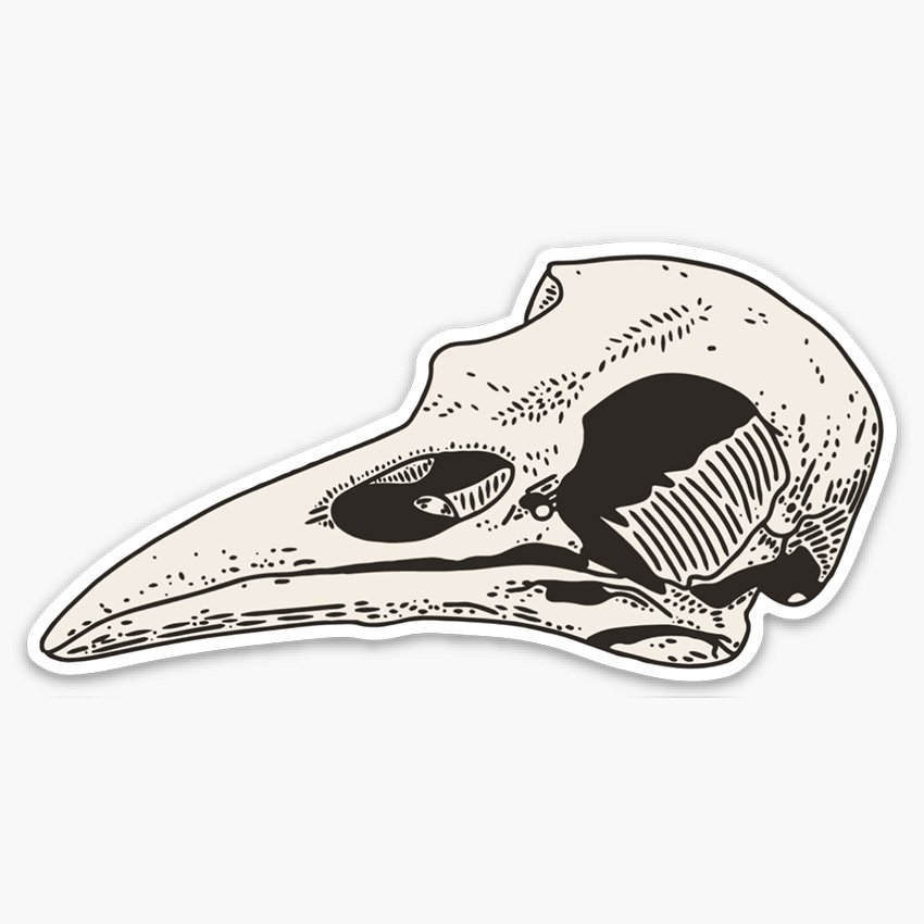 Raven Skull Drawing