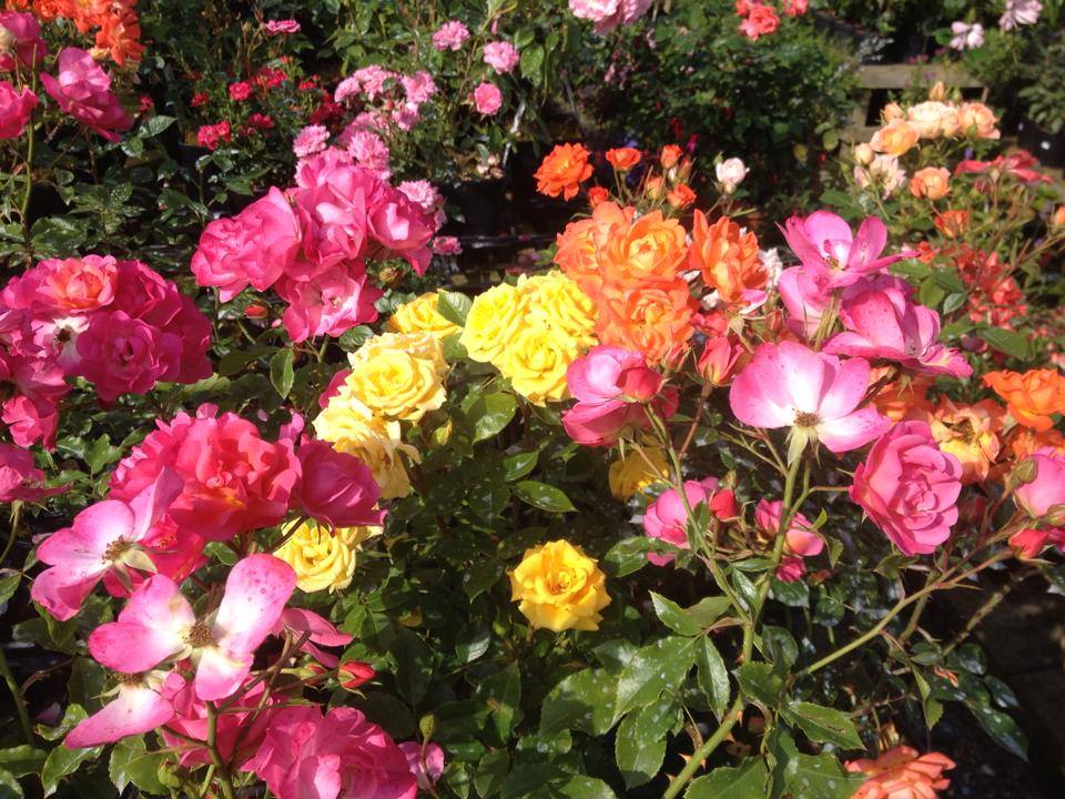 Roses — The Mill Garden Centre