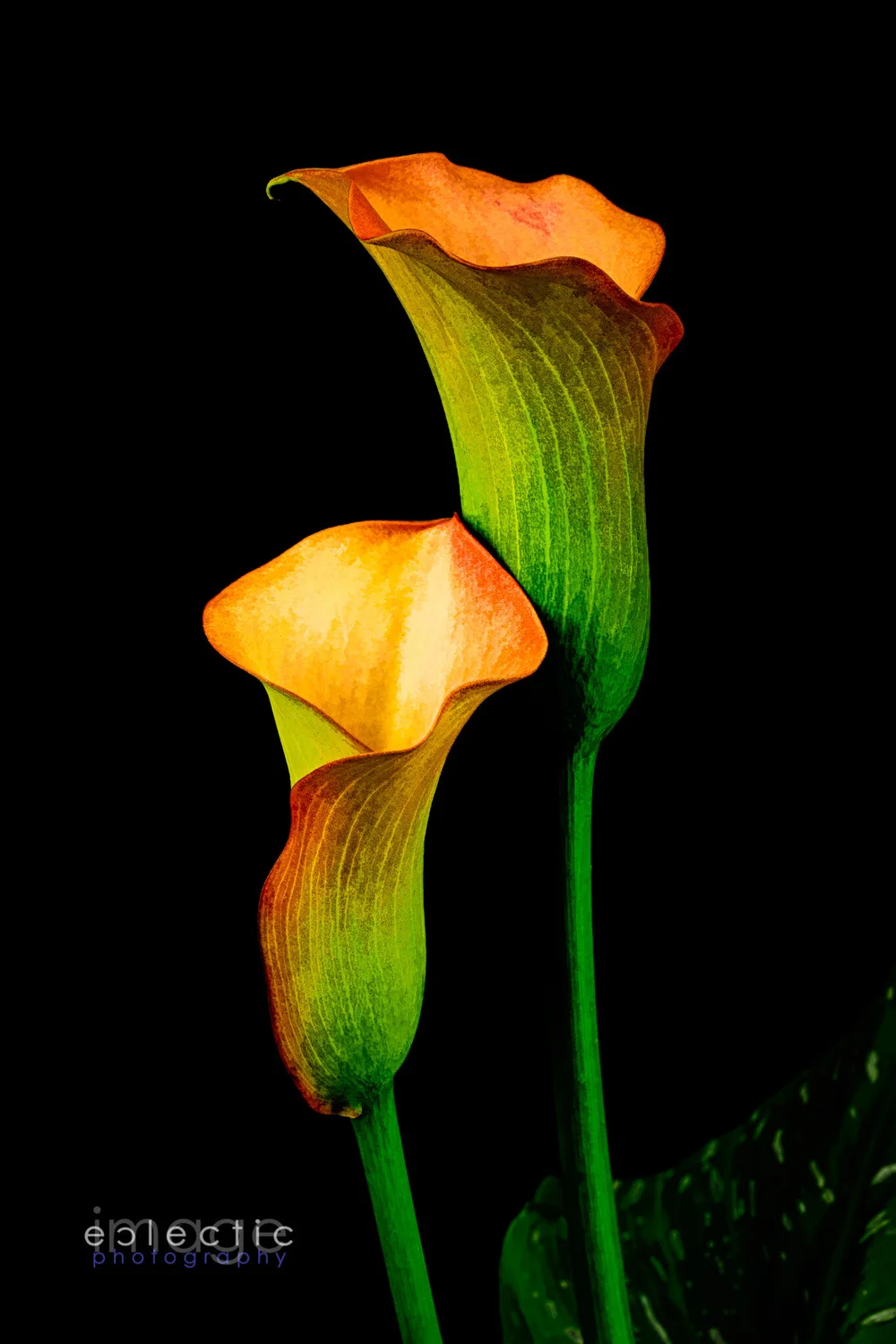 041 Point - Counterpoint — imageclectic photography