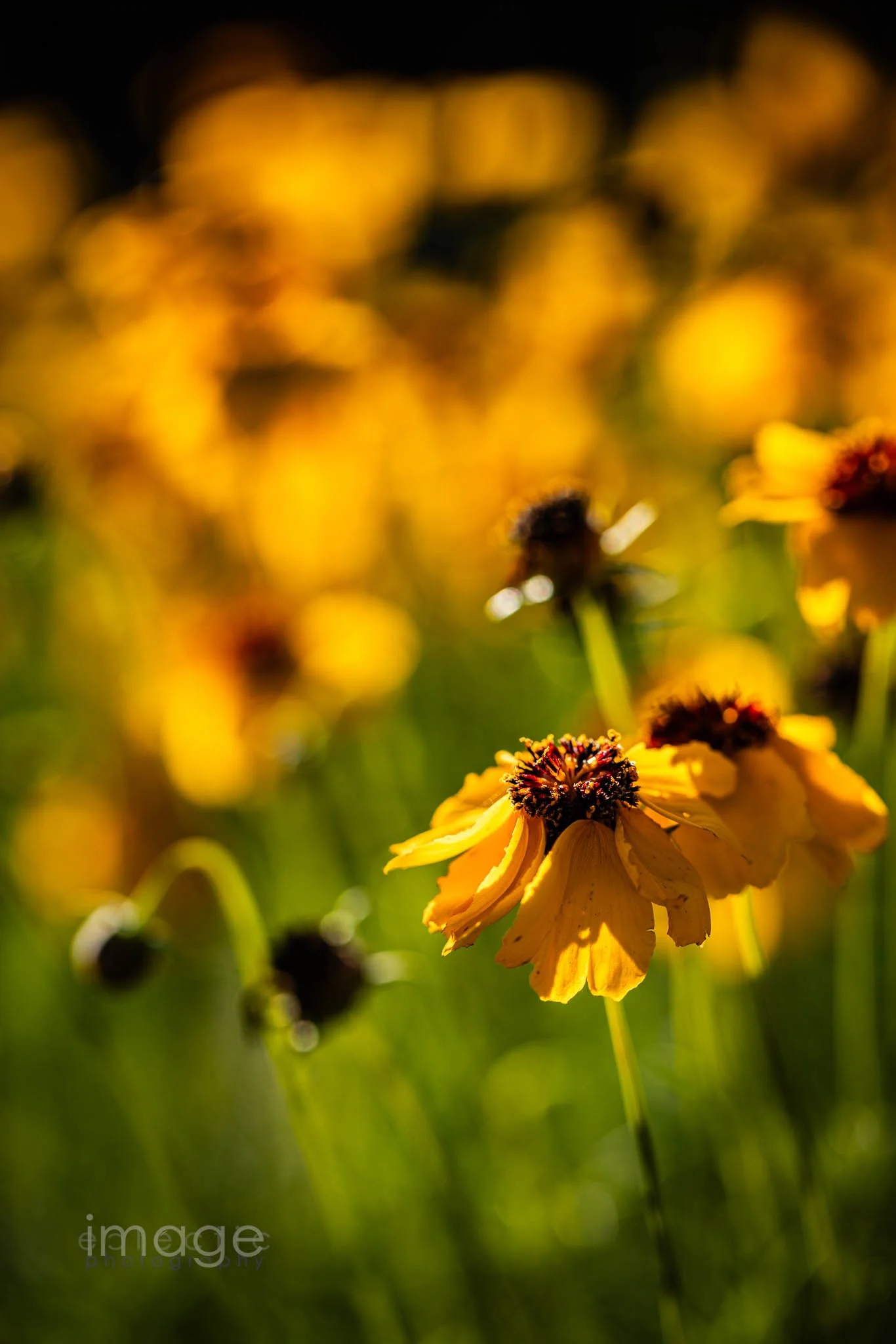 112 Evening's Last Rays — imageclectic photography