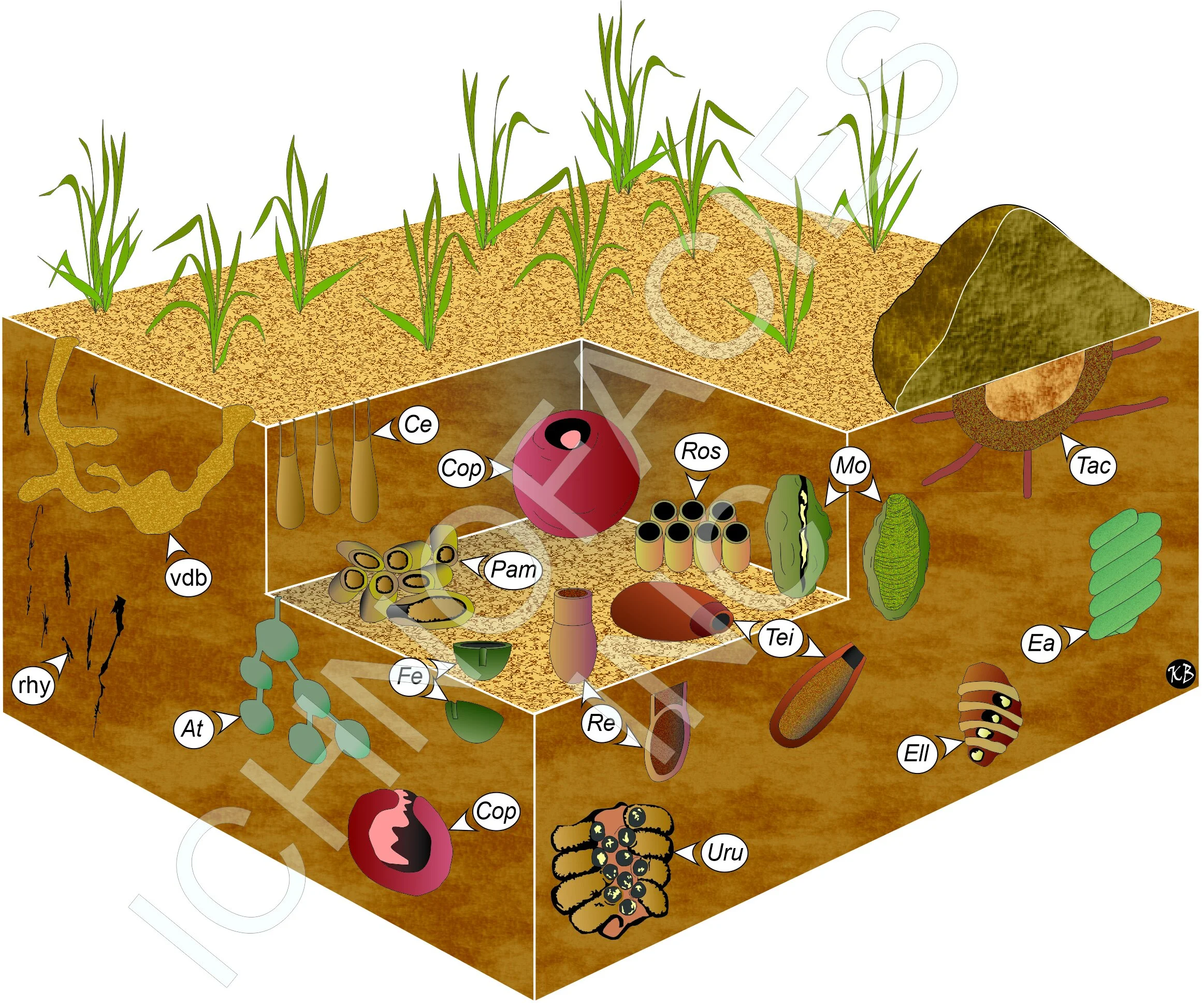 Custom Ichnology Illustration — Ichnofacies Analysis Inc.