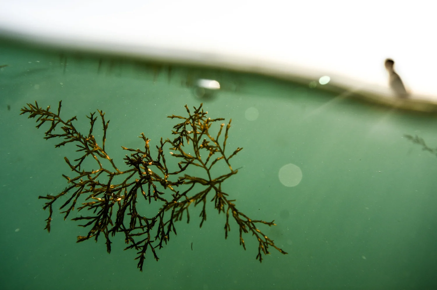 Interview with surf photographer Katie Rae — daily salt