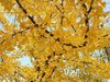 Podcast: Trees a Crowd — Elsewhere: A Journal of Place