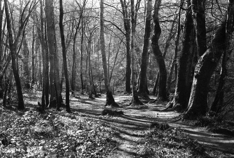 Home Scar — Elsewhere: A Journal of Place