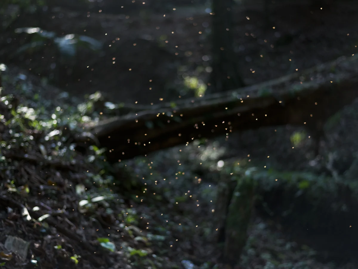 An Otherwise Fruitless Search — Tova Katzman