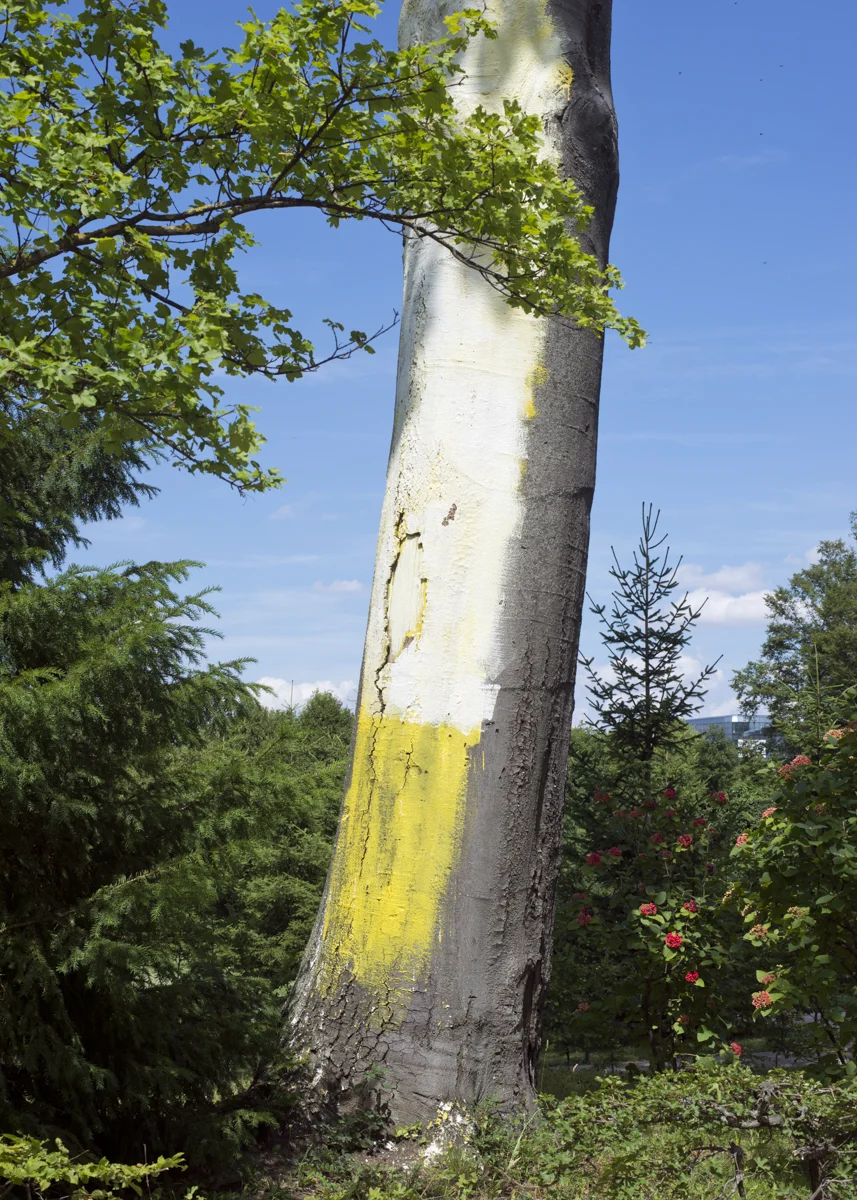 An Otherwise Fruitless Search — Tova Katzman