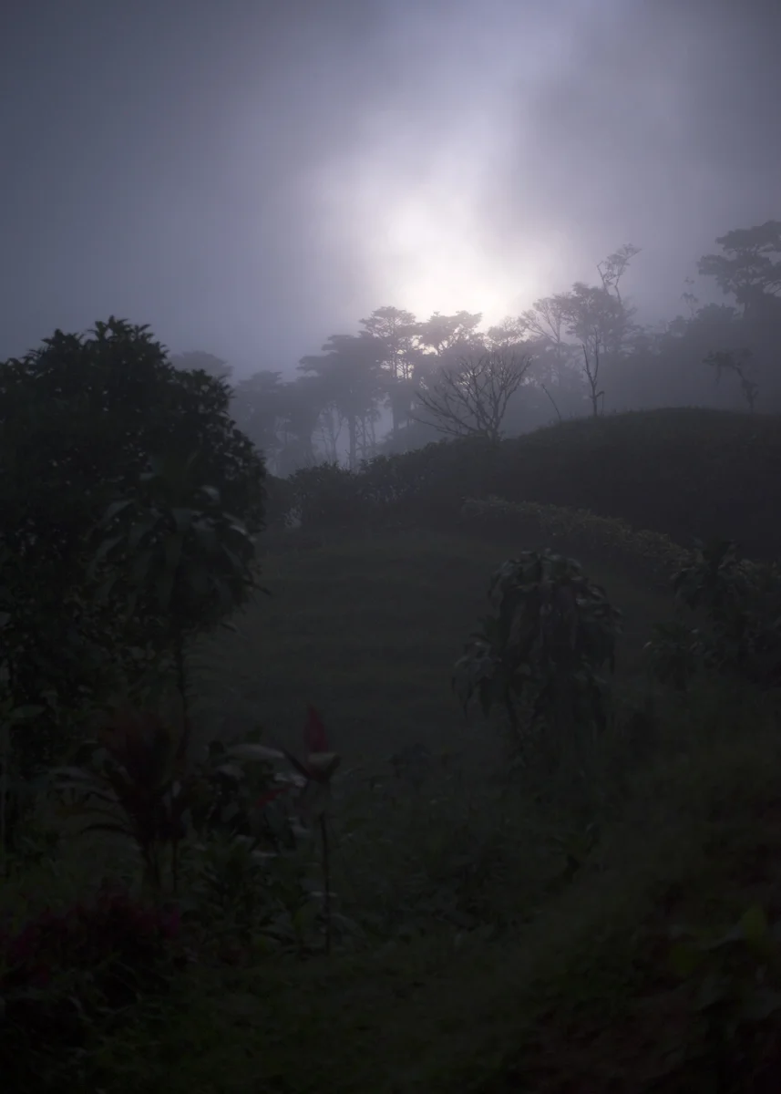 An Otherwise Fruitless Search — Tova Katzman