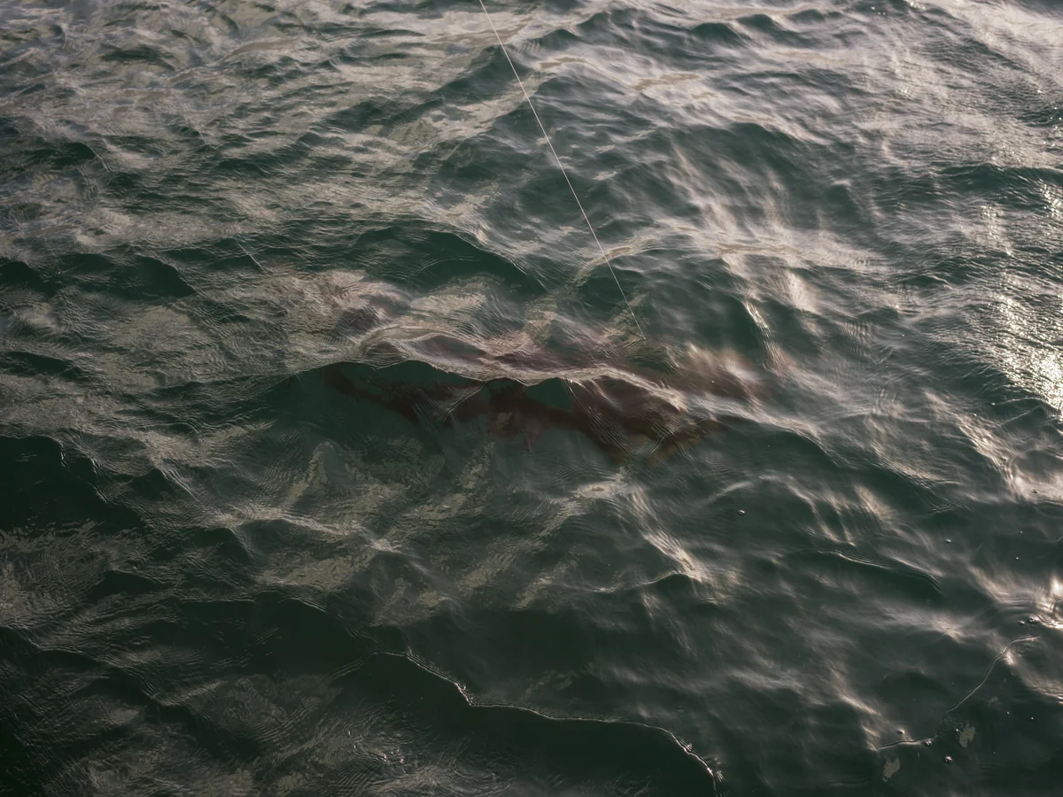 An Otherwise Fruitless Search — Tova Katzman