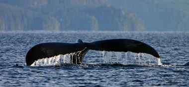 About Alert Bay — Village of Alert Bay
