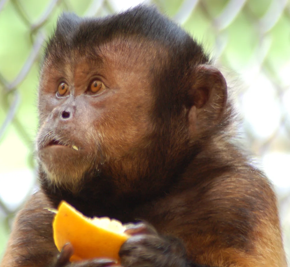 Brown Capuchin Monkey