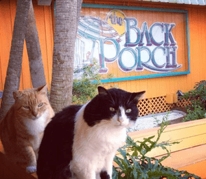 The Back Porch — theBackPorch