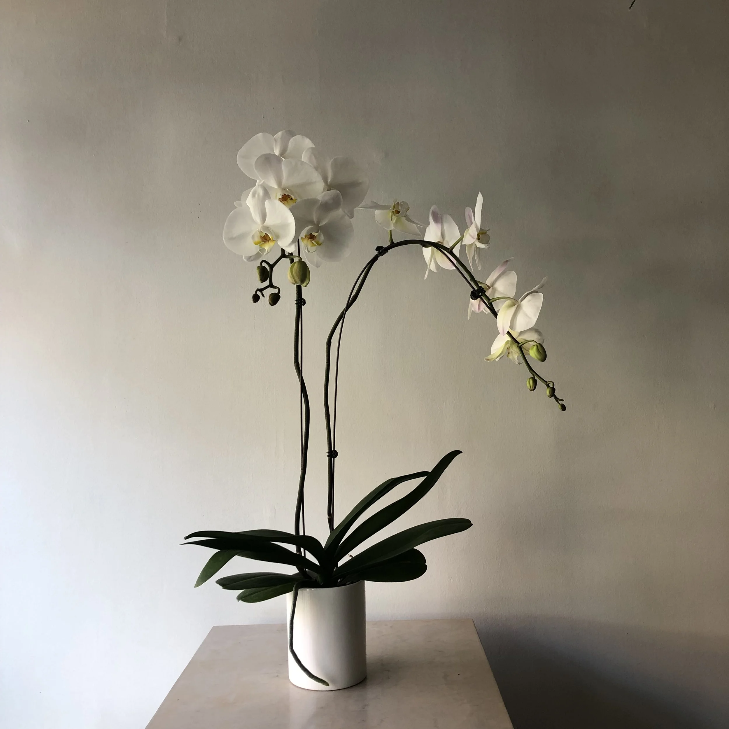 Send Flowers — Cornell Florist
