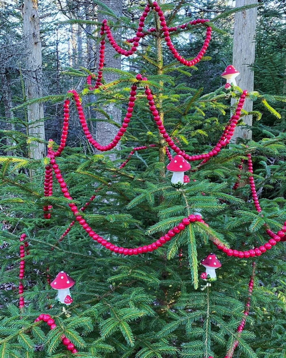 Shop — Sugar Tools