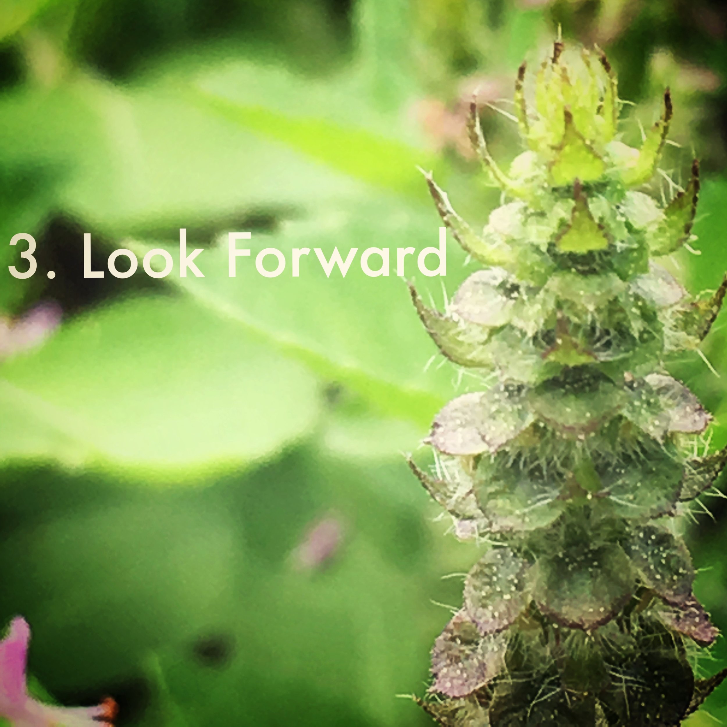 Healing Herbs | How to Love Limbo |Classes