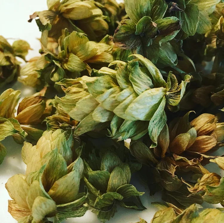Healing Herbs | Smoking Hops: The Hypnotic Truth Serum |Classes