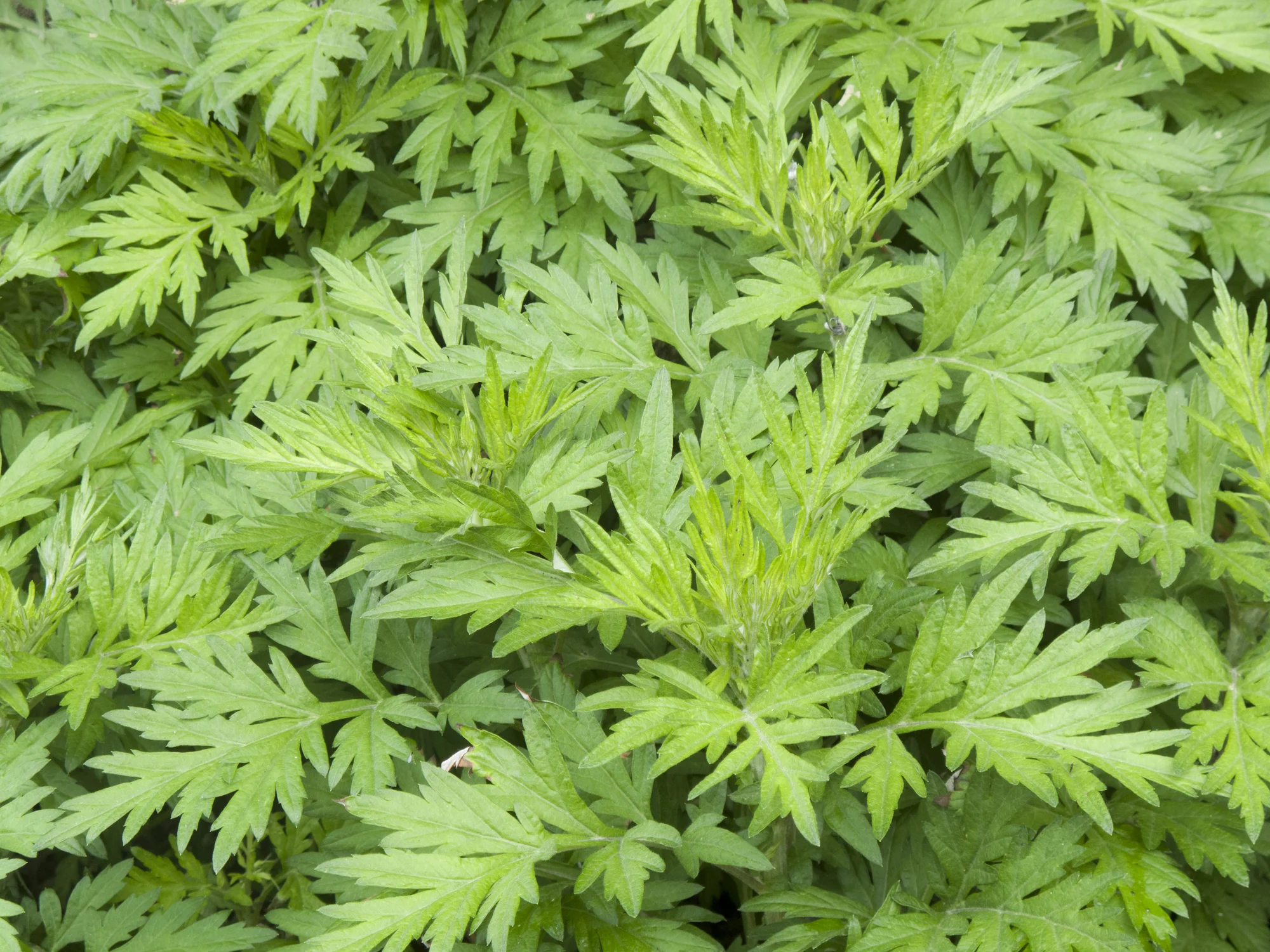 Healing Herbs | Smoking Mugwort: Dance with the Divine Feminine |Classes