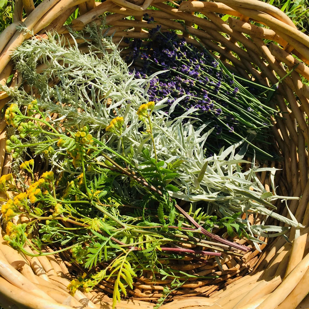 Healing Herbs | A Prayer for Lammas |Classes