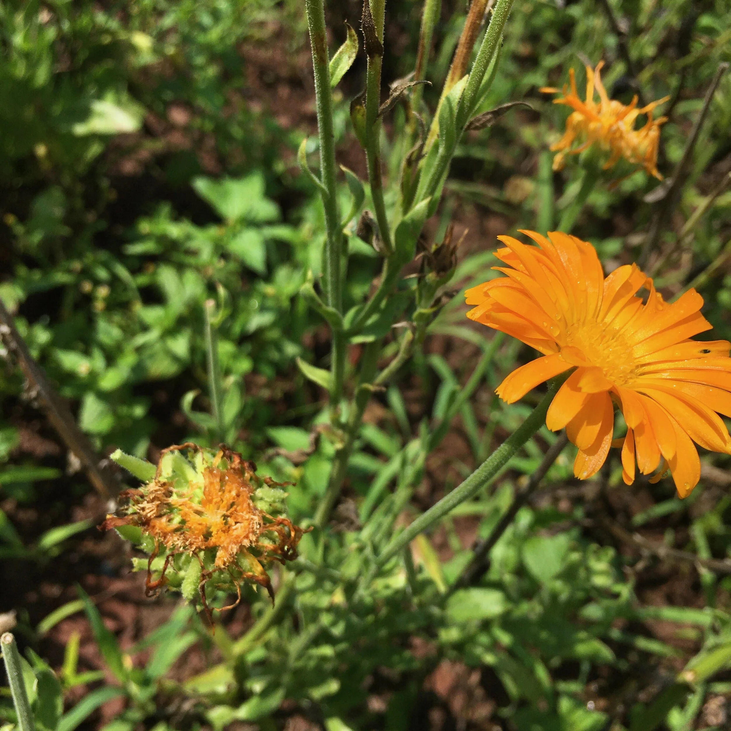 Healing Herbs | At Lammas-tide, we celebrate both fullness & decay ...