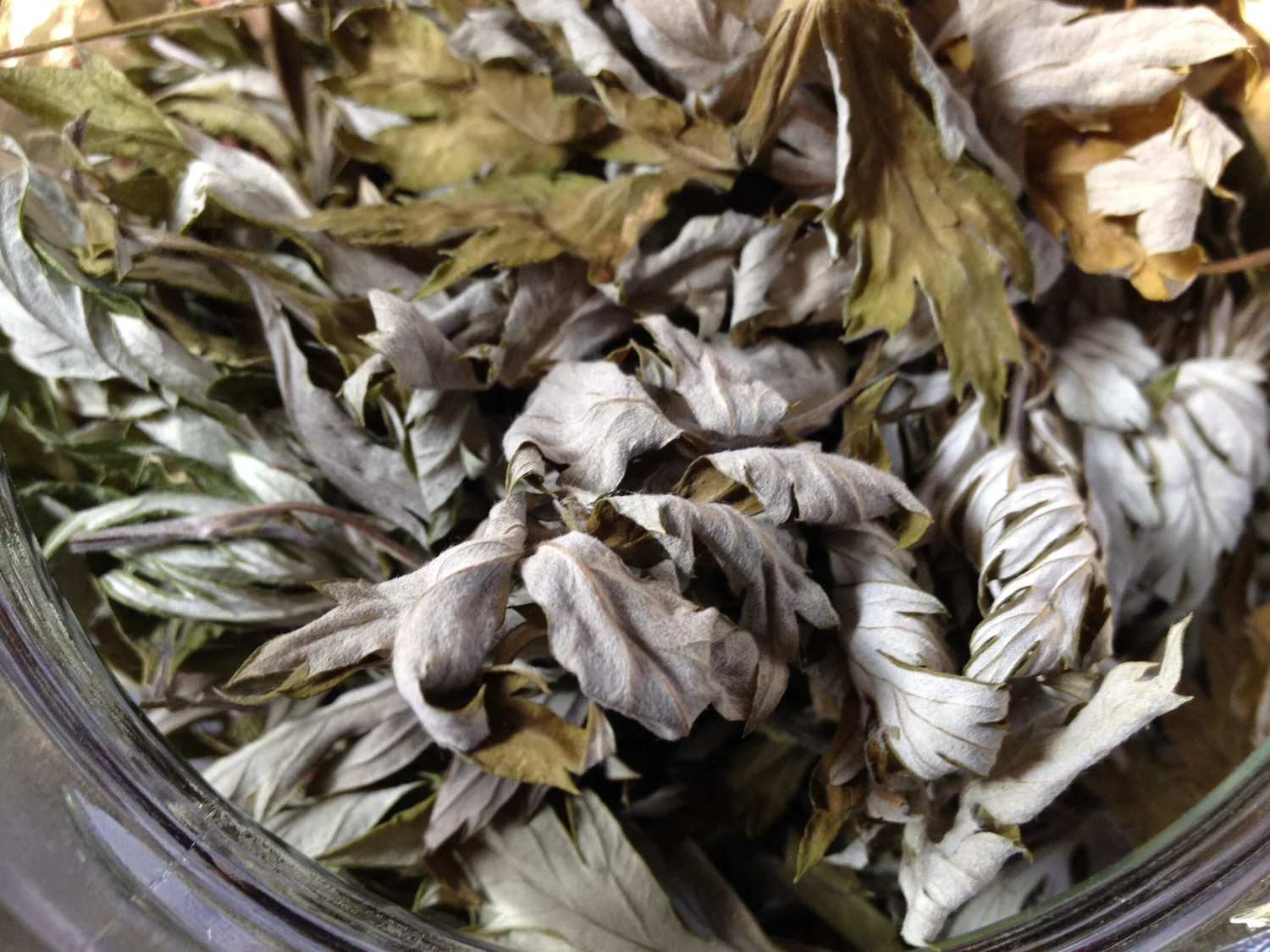 Healing Herbs | Mugwort as a Magical and Medicinal Plant Ally |Classes