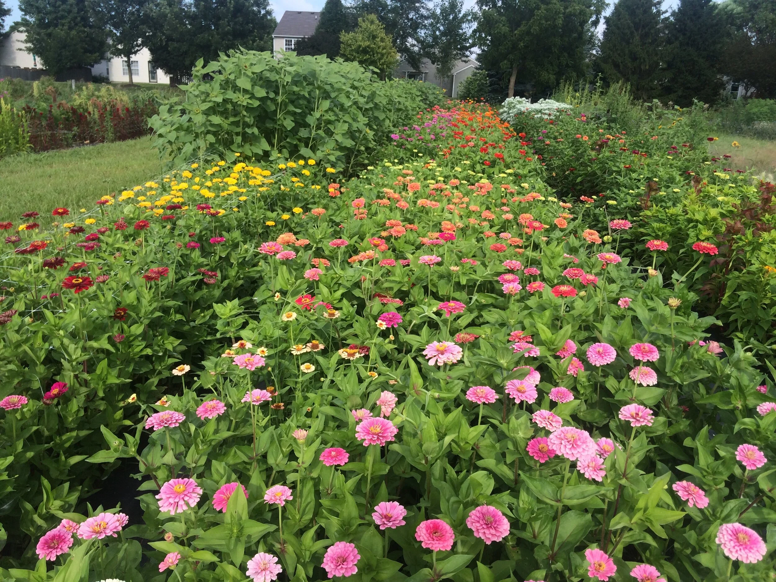 Sweet Peas Flower Farm