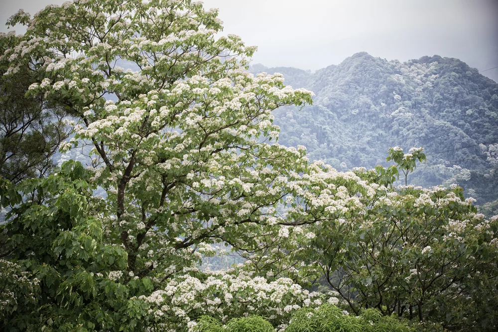 Tung Blossoms (油桐花) — Josh Ellis Photography